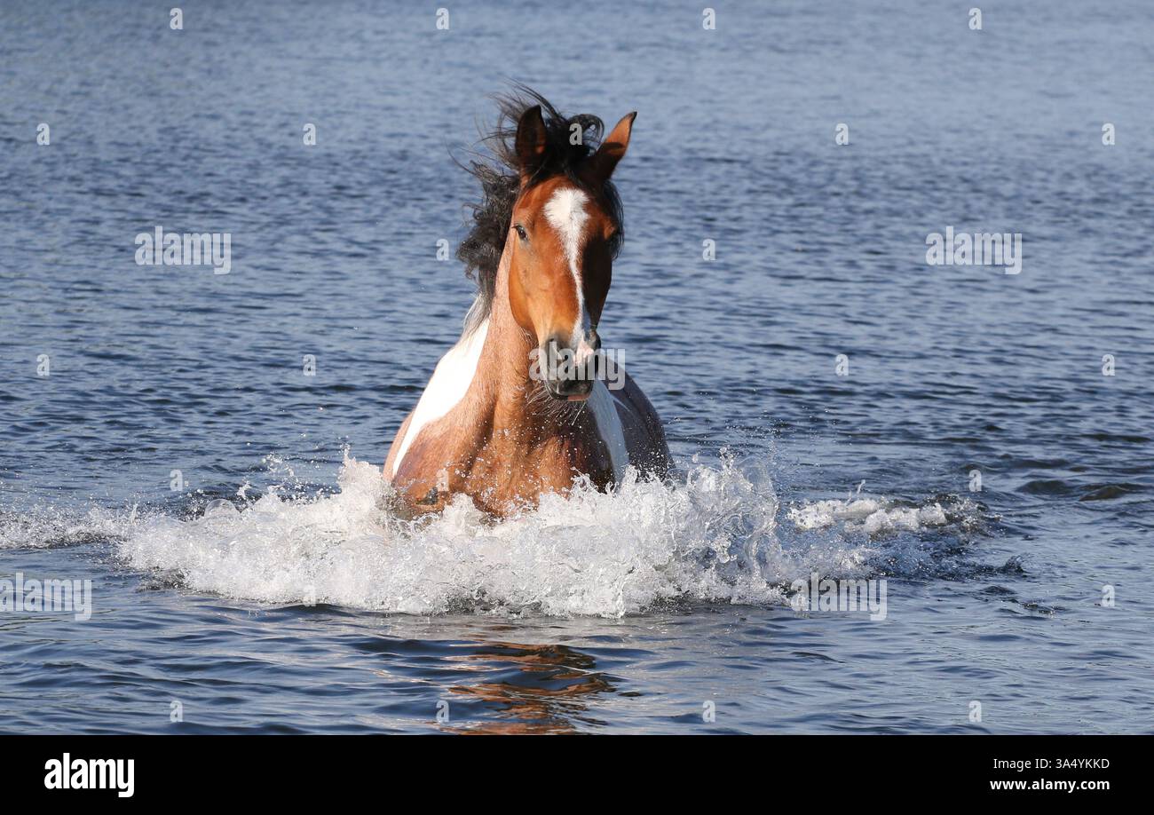 Stallion lake hi-res stock photography and images - Alamy