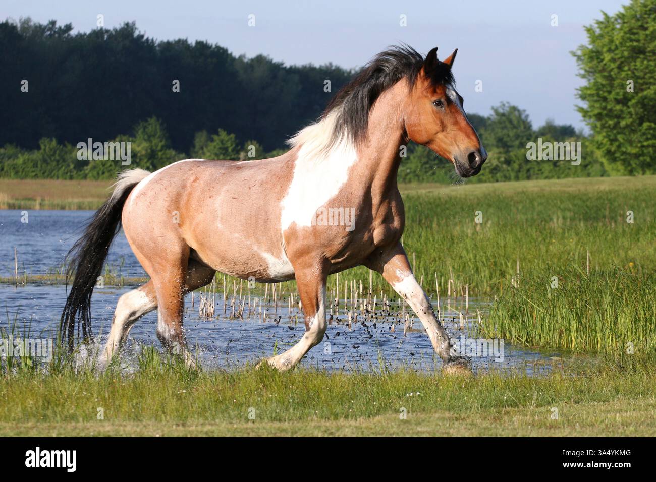 Criollo breed hi-res stock photography and images - Alamy