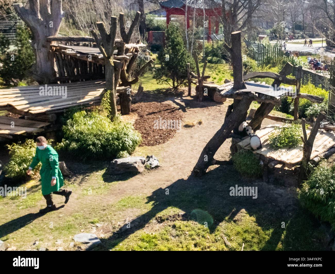 20 March 2025, Berlin: Panda twins Leni and Lotti explore the new ...