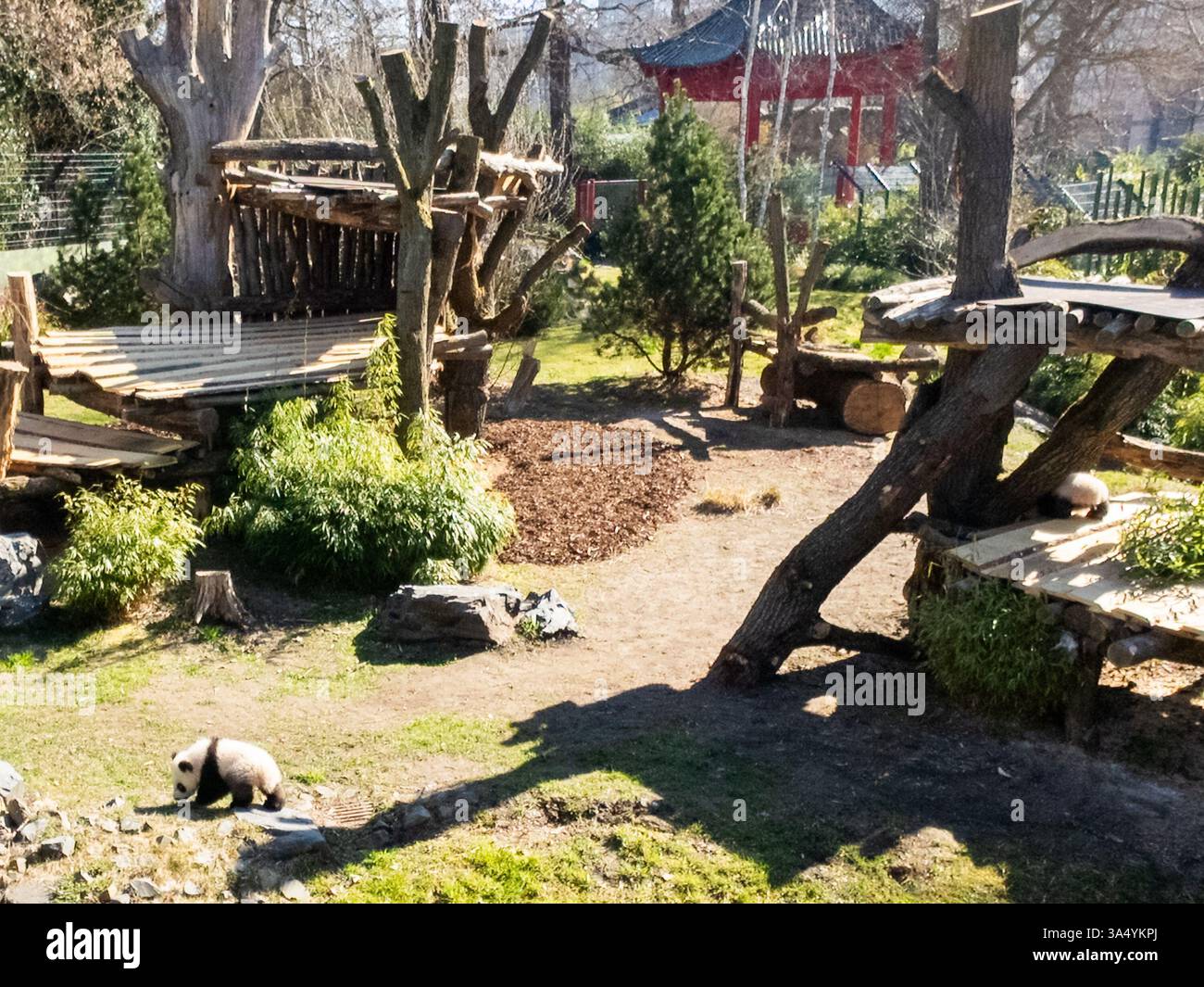 20 March 2025, Berlin: Panda twins Leni and Lotti explore the new ...