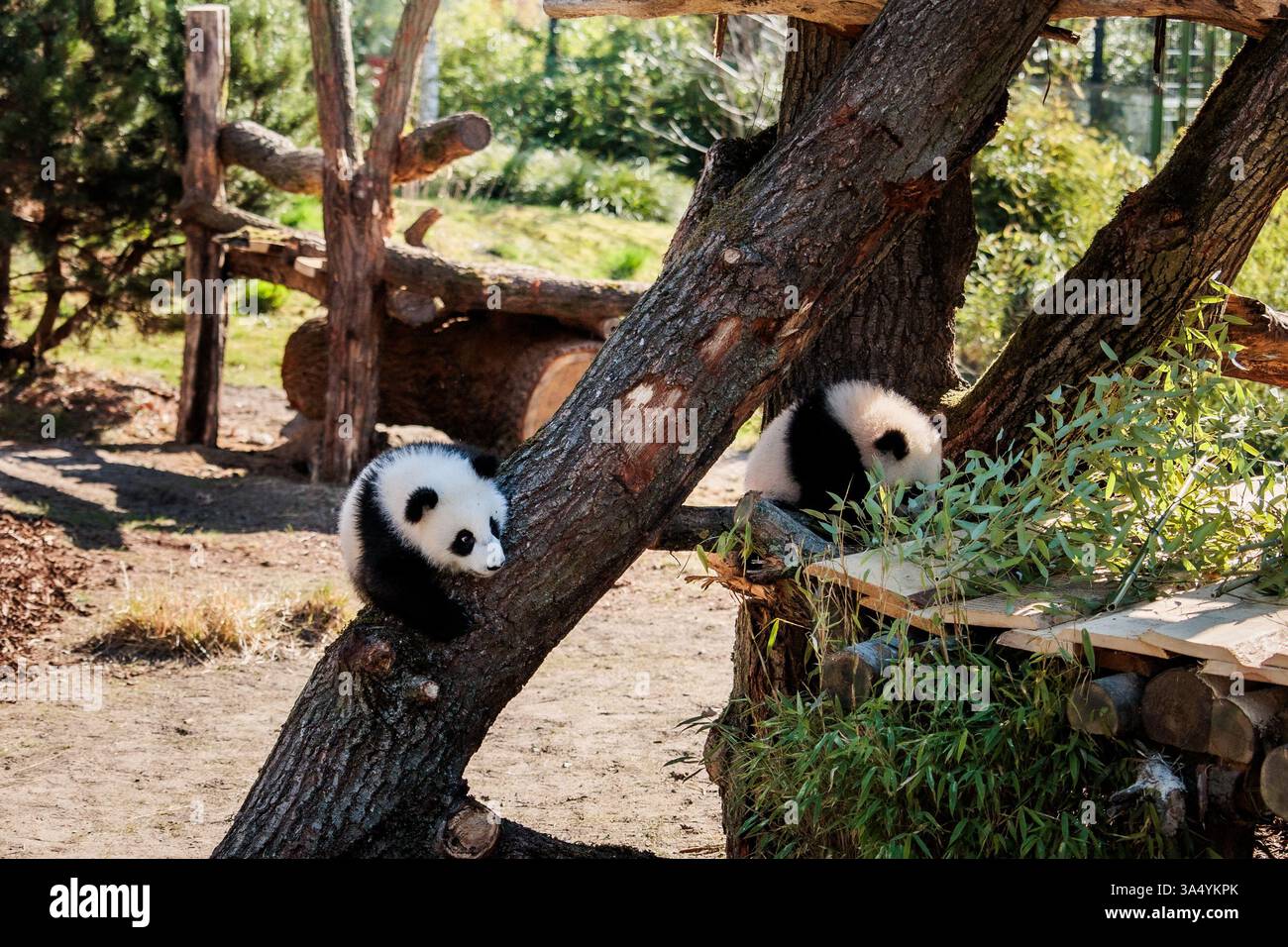 Berlin, Germany. 20th Mar, 2025. Panda twins Leni and Lotti explore the ...