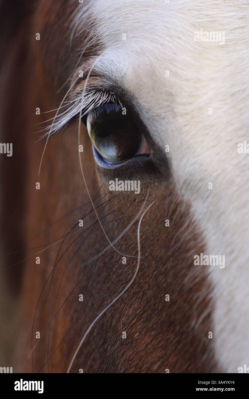 Irish Tinker eye Stock Photo - Alamy