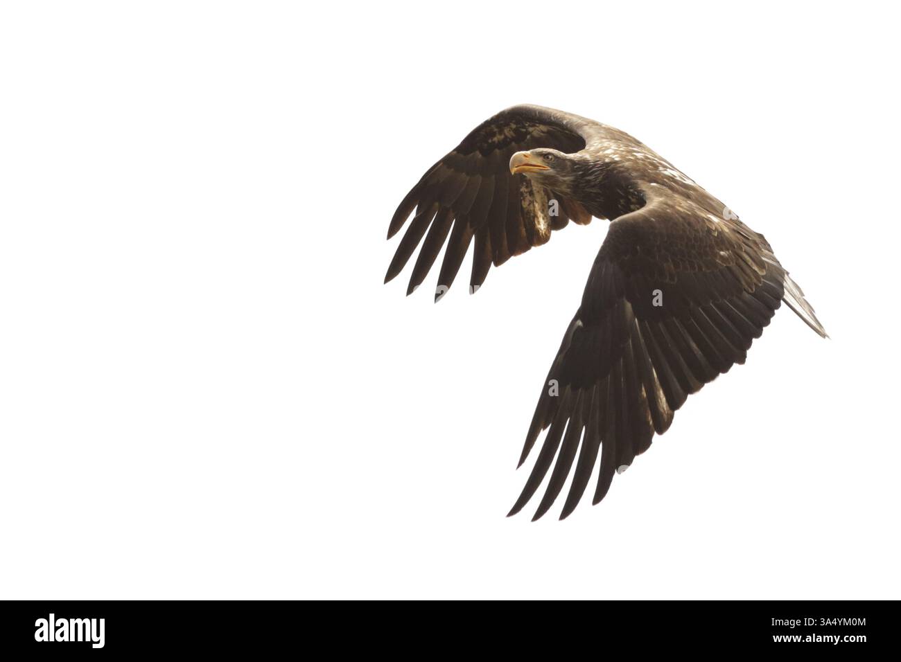 White headed eagle Cut Out Stock Images & Pictures - Alamy