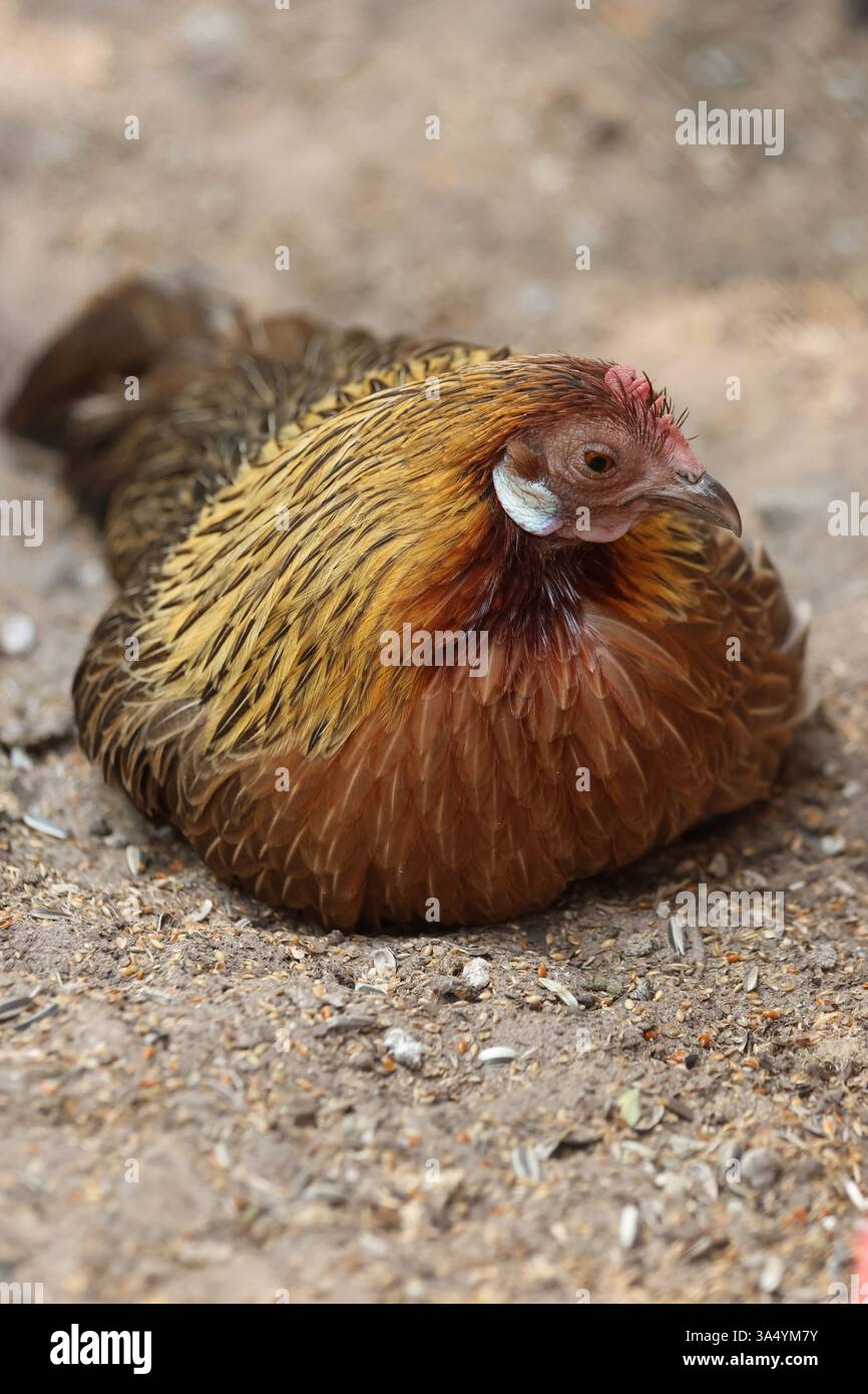 Chicken phoenix hi-res stock photography and images - Alamy