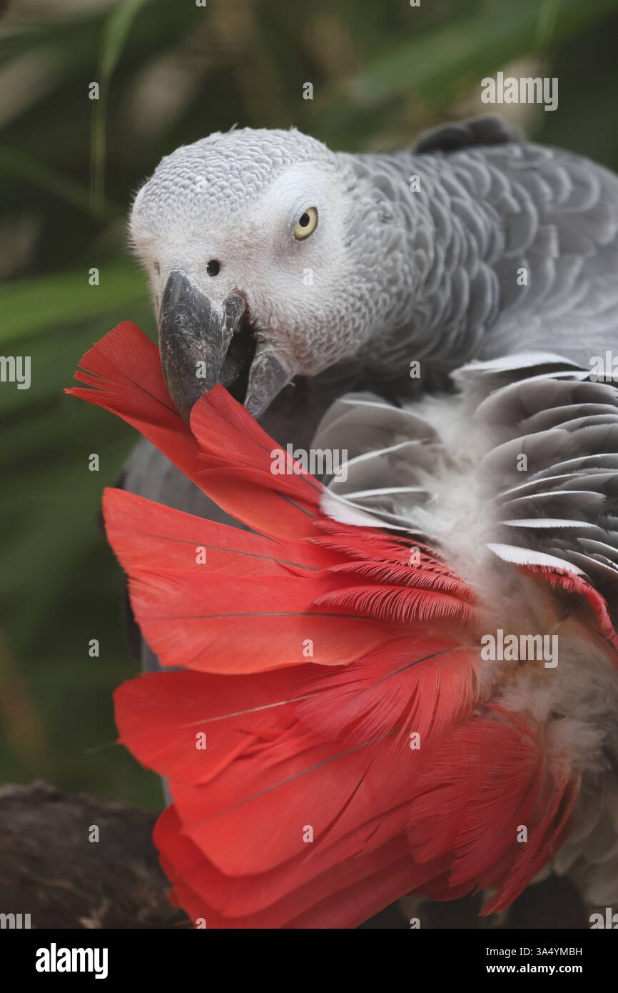 African grey parrot preening hi-res stock photography and images - Alamy