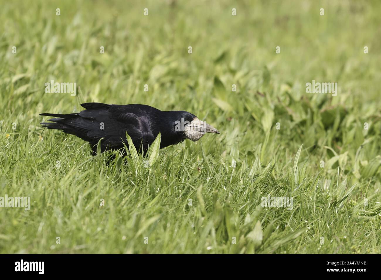 Rook side view hi-res stock photography and images - Alamy