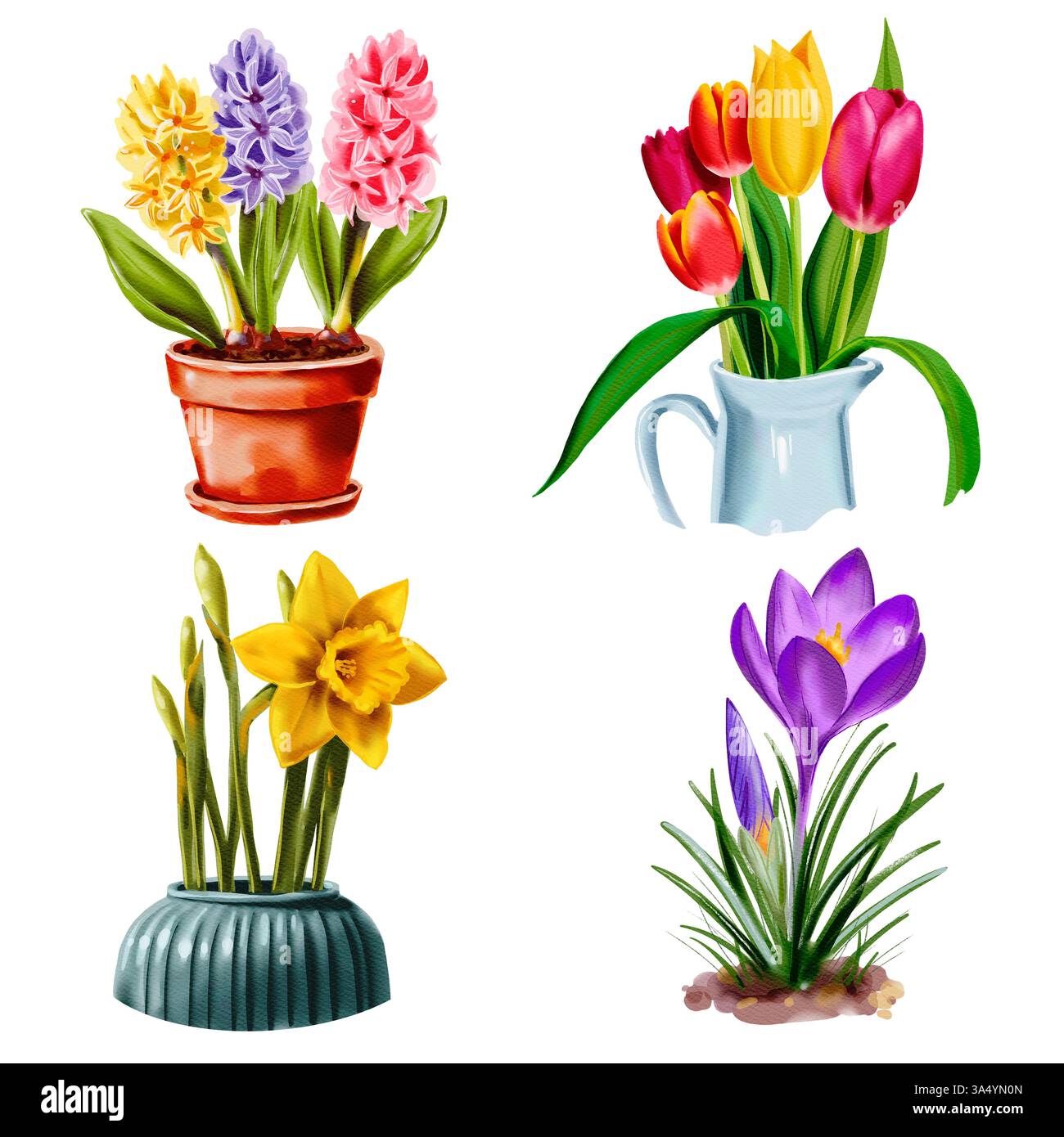 Spring floral set of hyacinths, crocus, daffodil, tulips. Digital ...
