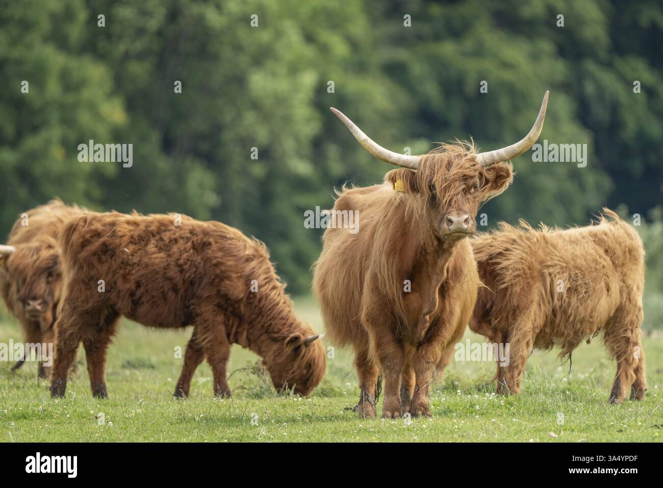 Group highland cattle grazing hi-res stock photography and images - Alamy