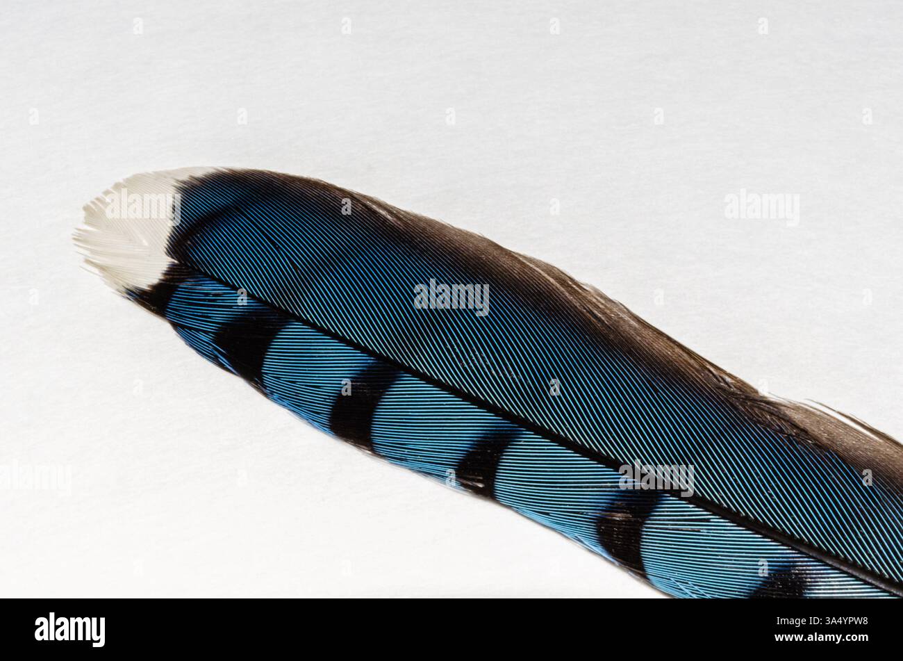 Macro photograph of a section of a single Blue Jay Feather angled on a ...