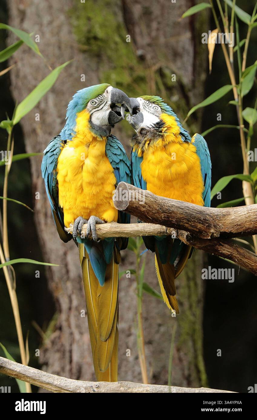blue and gold macaws Stock Photo - Alamy
