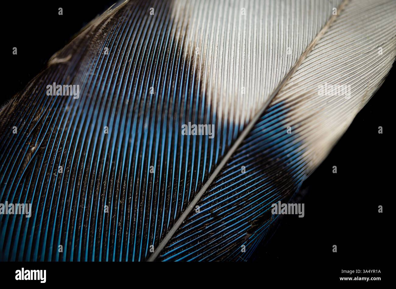 Macrophotograph of a portion of a single Blue Jay Feather angled on a ...