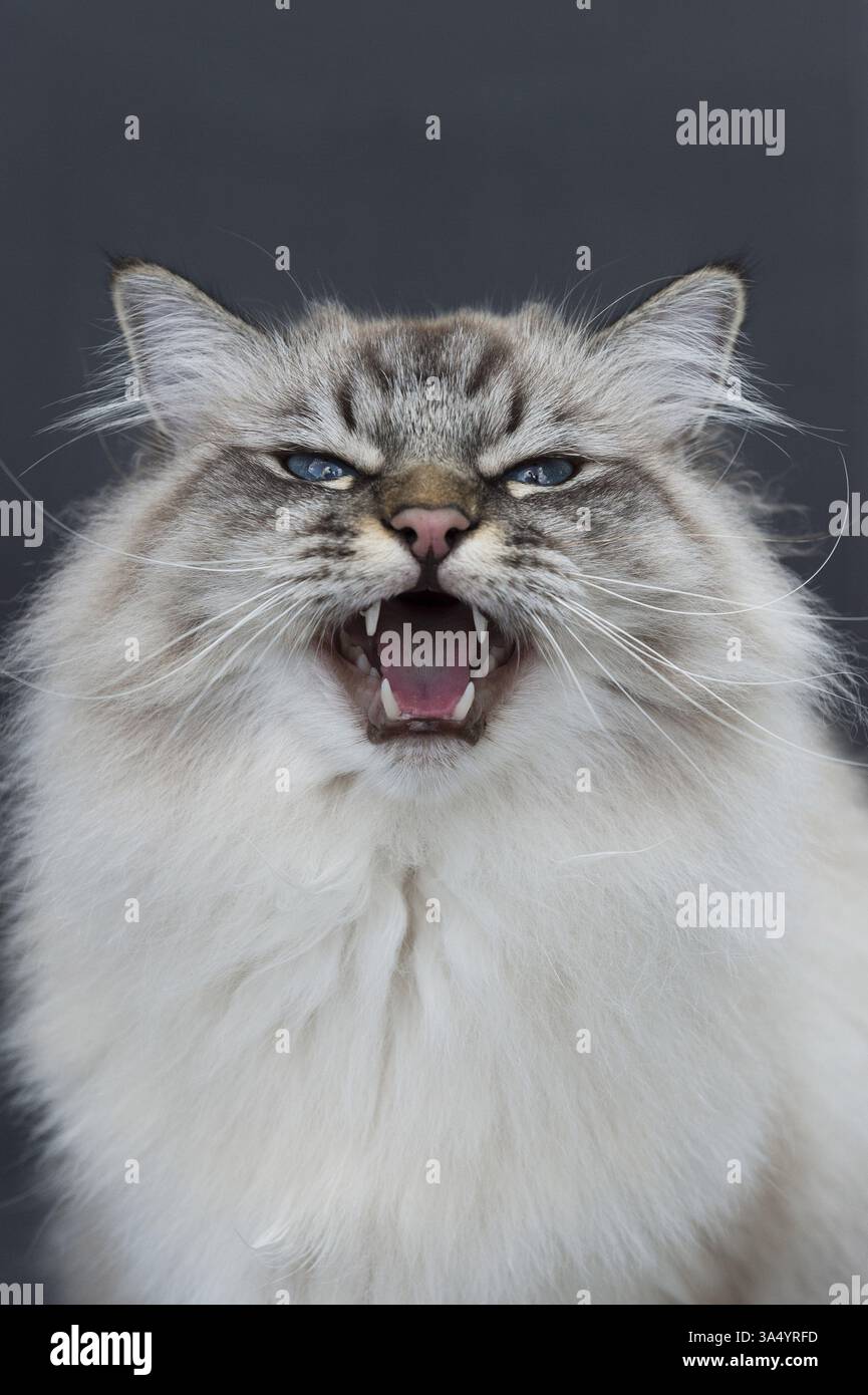 Highlander cross hi-res stock photography and images - Alamy