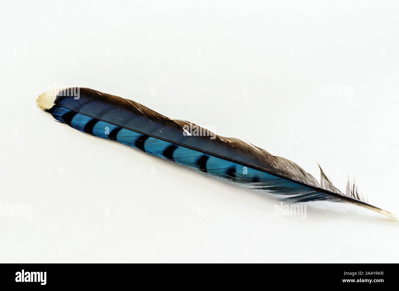 Macro photograph of a single Blue Jay Feather angled on a black ...