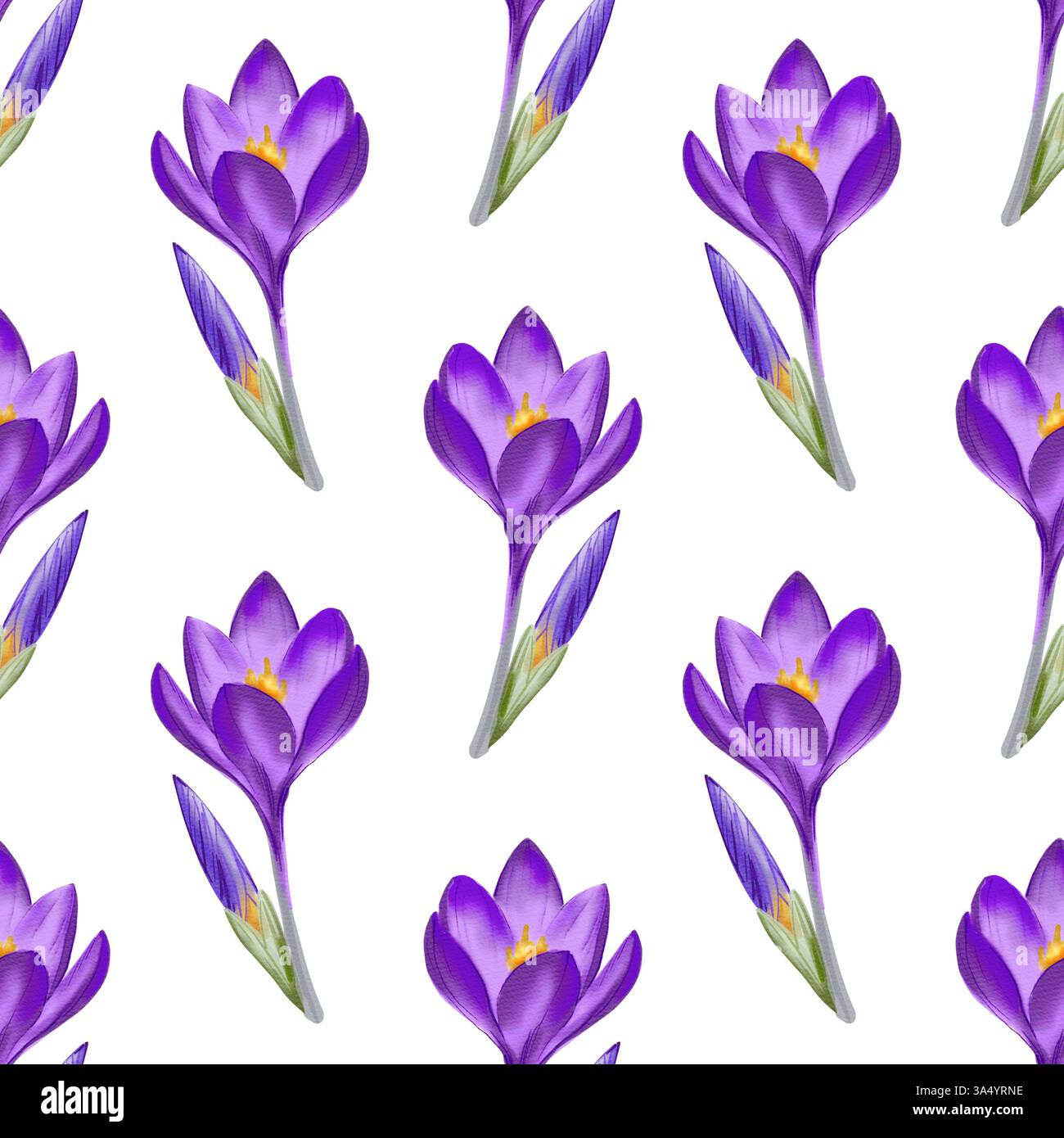Purple crocus seamless pattern. Digital watercolor isolated ...
