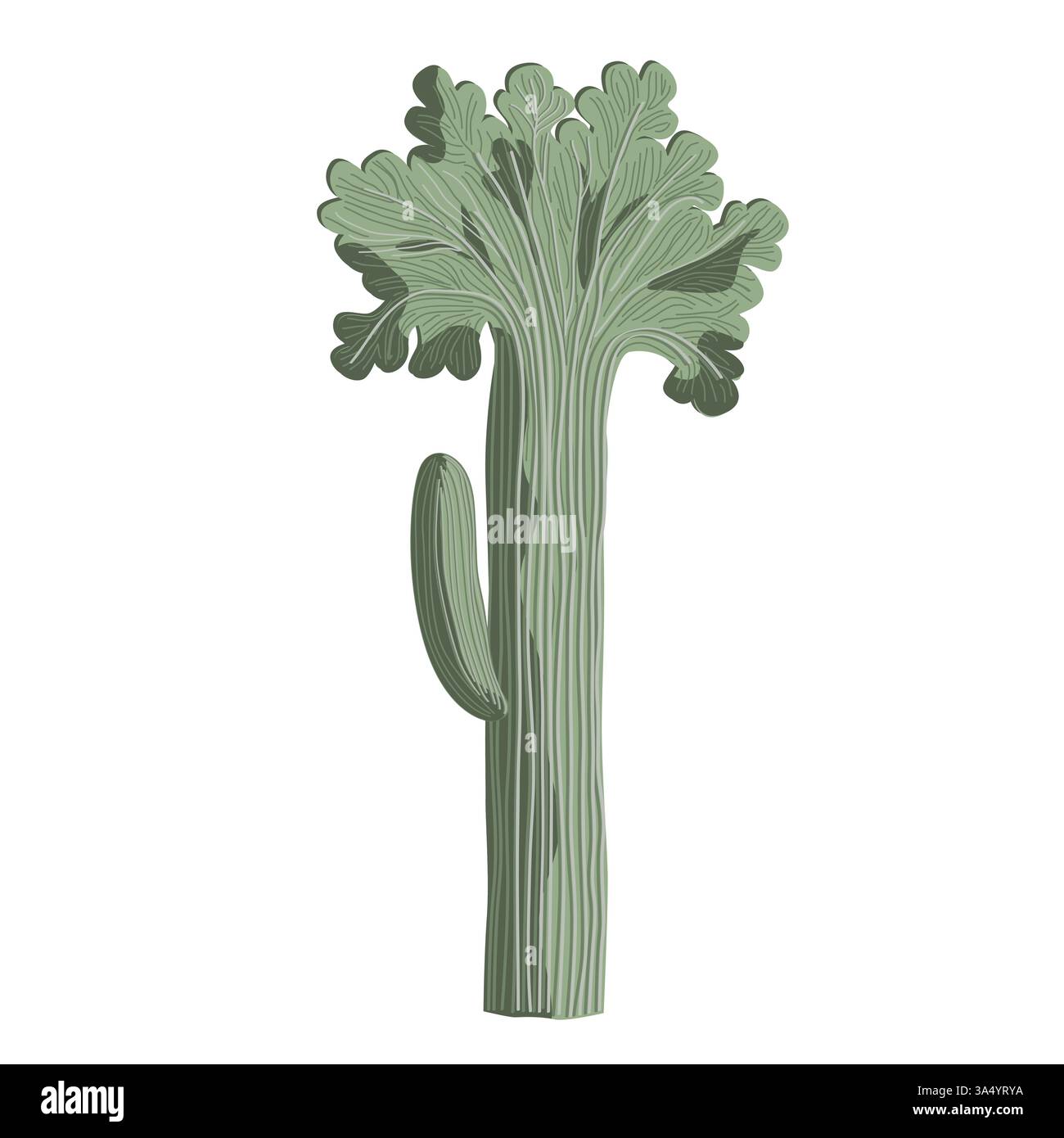 Crested Saguaro isolated hand graphic illustration. Cristate Saguaro ...