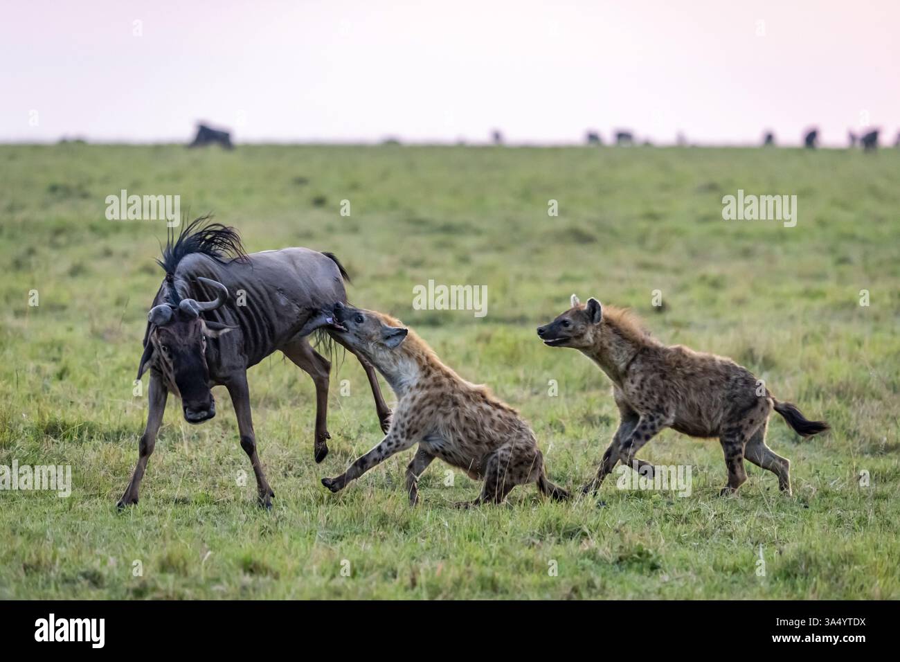 blue wildebeest and hyenas Stock Photo - Alamy