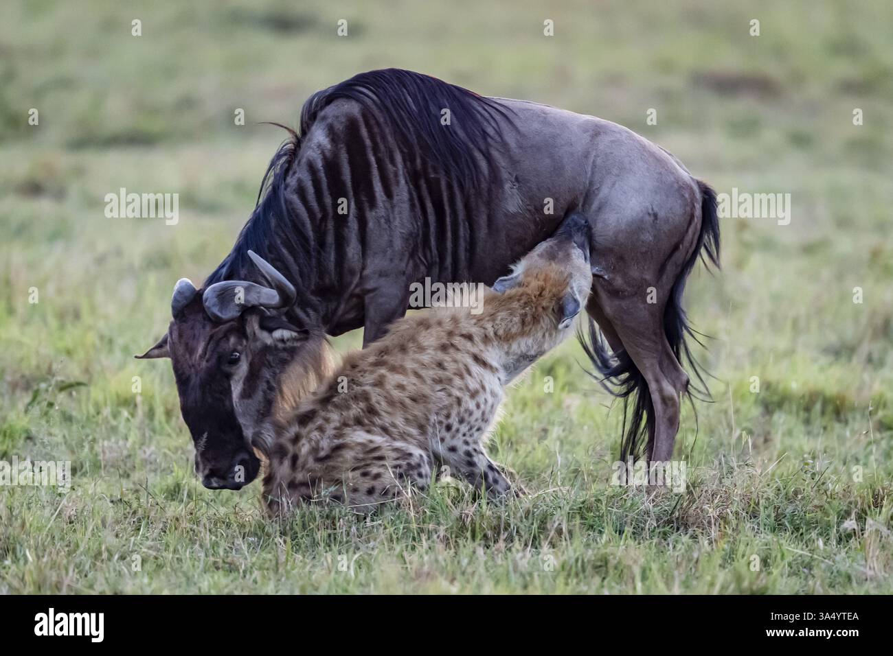blue wildebeest and hyenas Stock Photo - Alamy