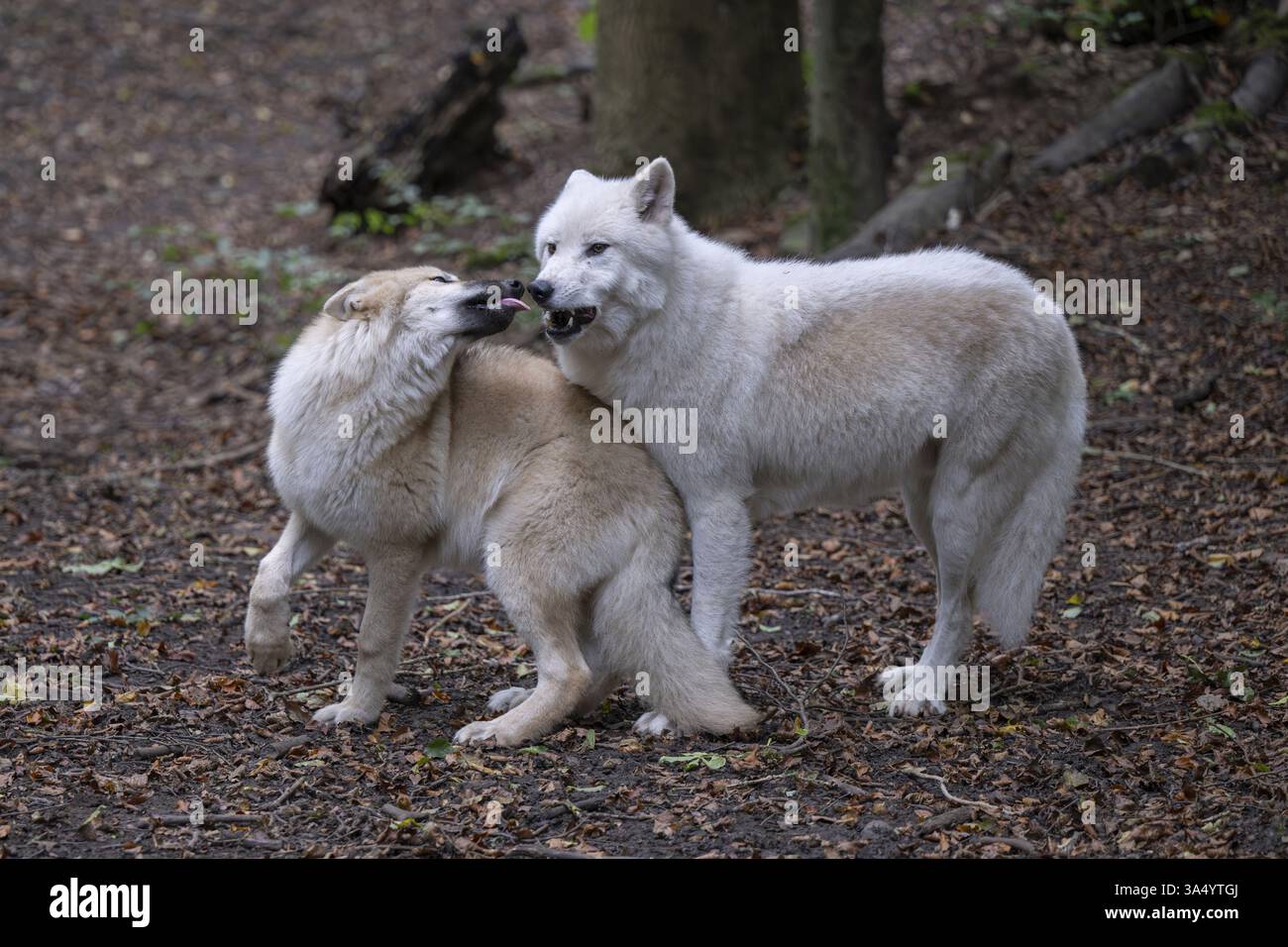 Arctic wolf babies hi-res stock photography and images - Alamy
