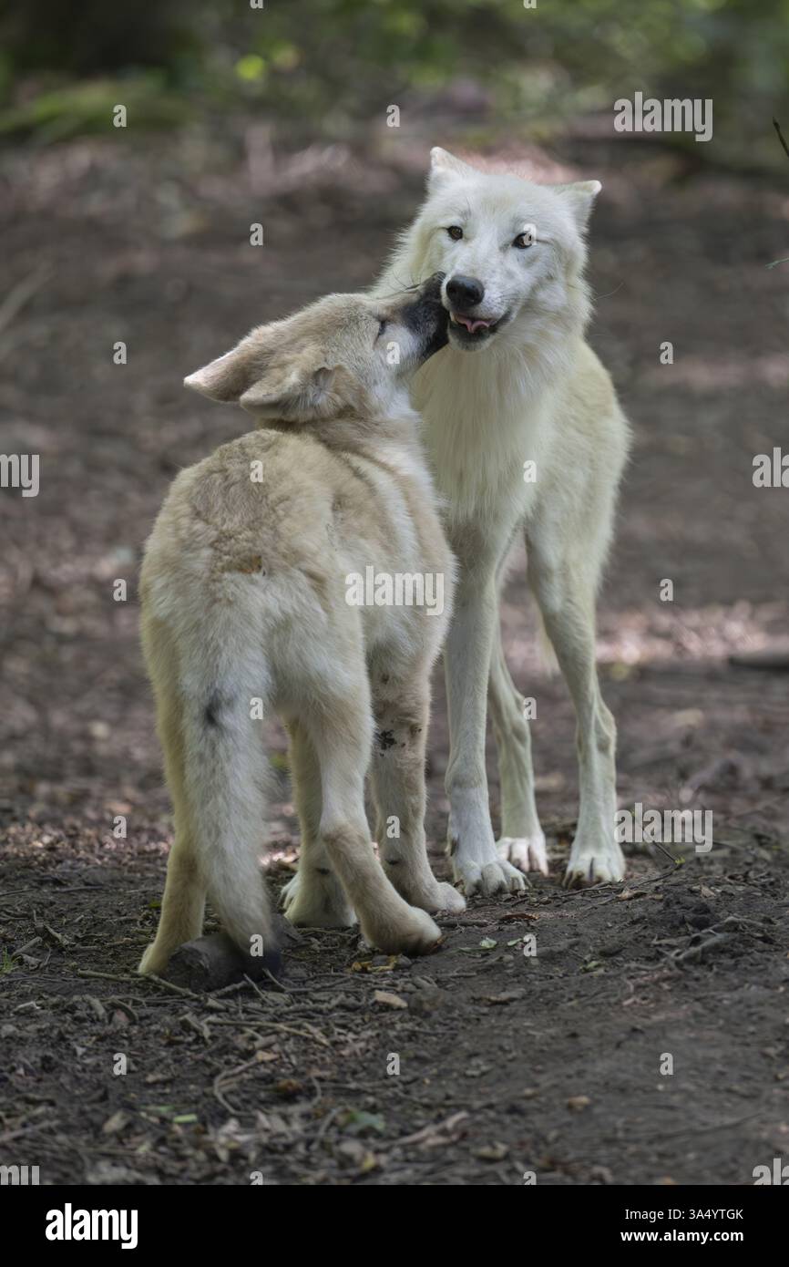 Wolf sniffing ground hi-res stock photography and images - Alamy