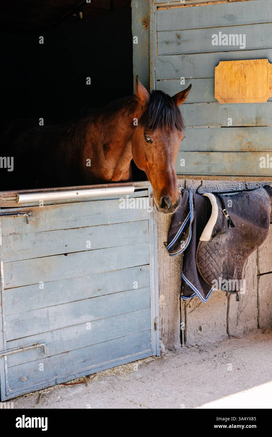 A brown horse peeks out from a stable, showing curiosity. The wooden ...