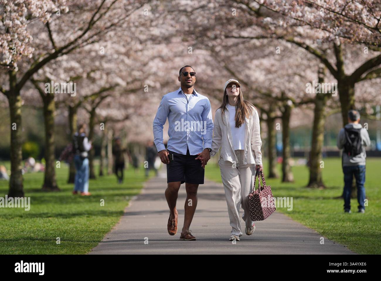People walking under cherry blossom trees on a warm spring day in ...