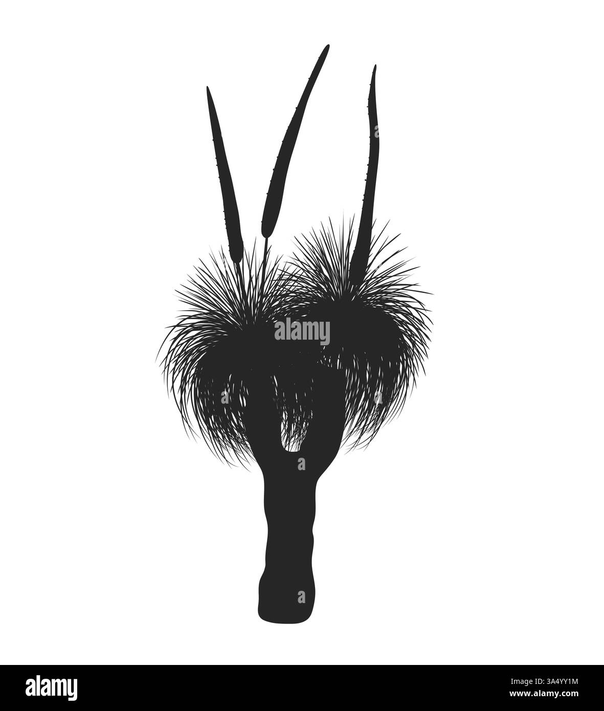 Outline Xanthorrhoea tree with flower vector isolated illustration. The ...
