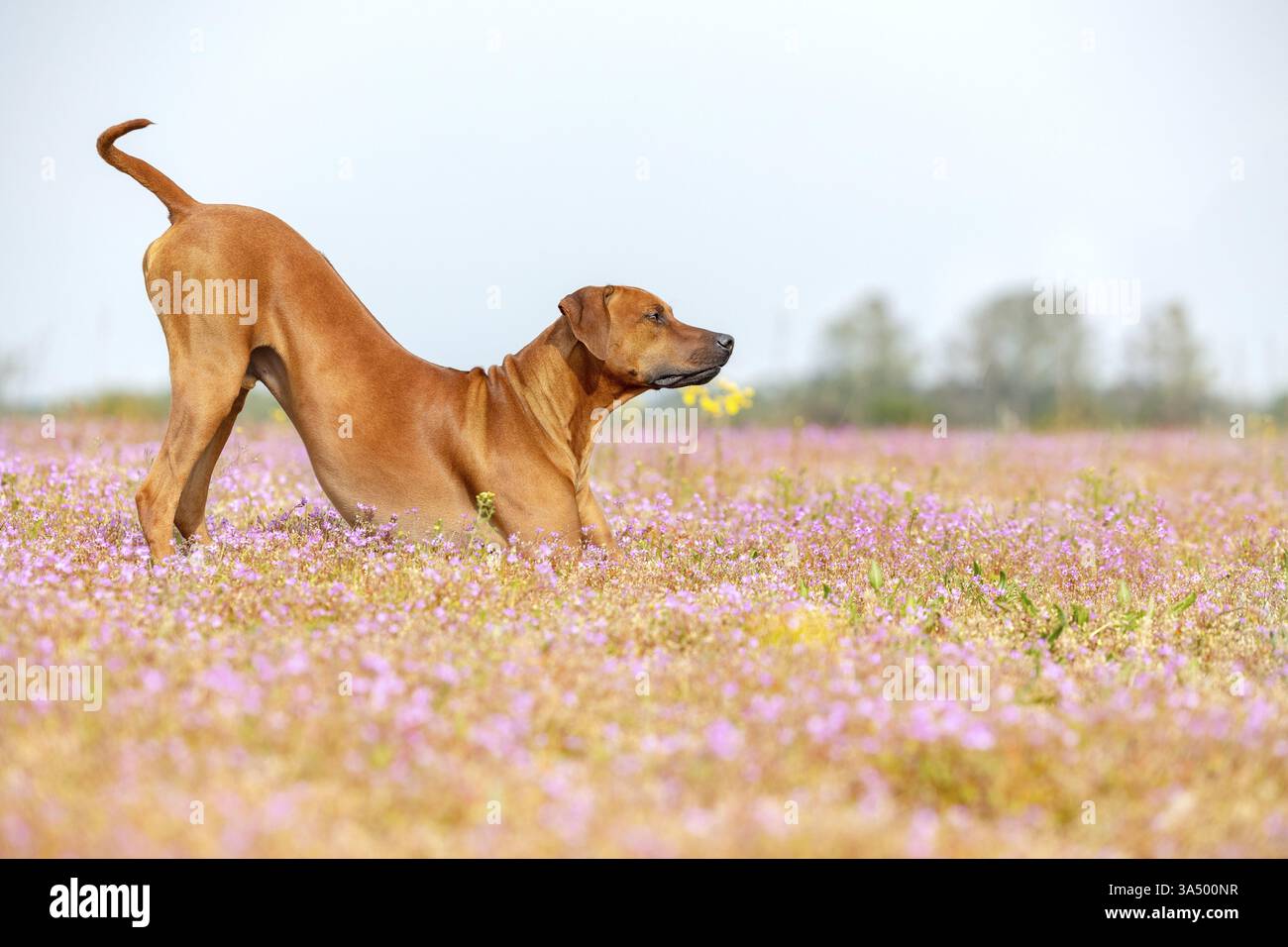 adult Rhodesian Ridgeback Stock Photo - Alamy
