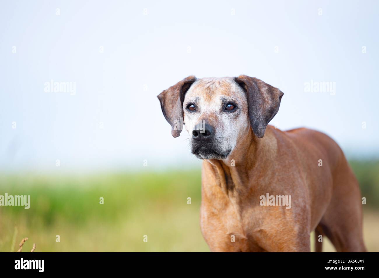 Rhodesian ridgeback senior hi-res stock photography and images - Alamy