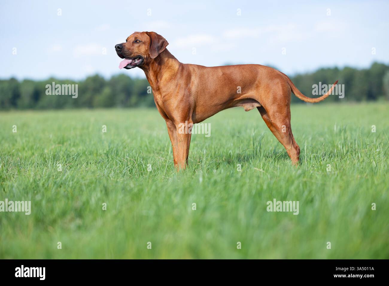 male Rhodesian Ridgeback Stock Photo - Alamy