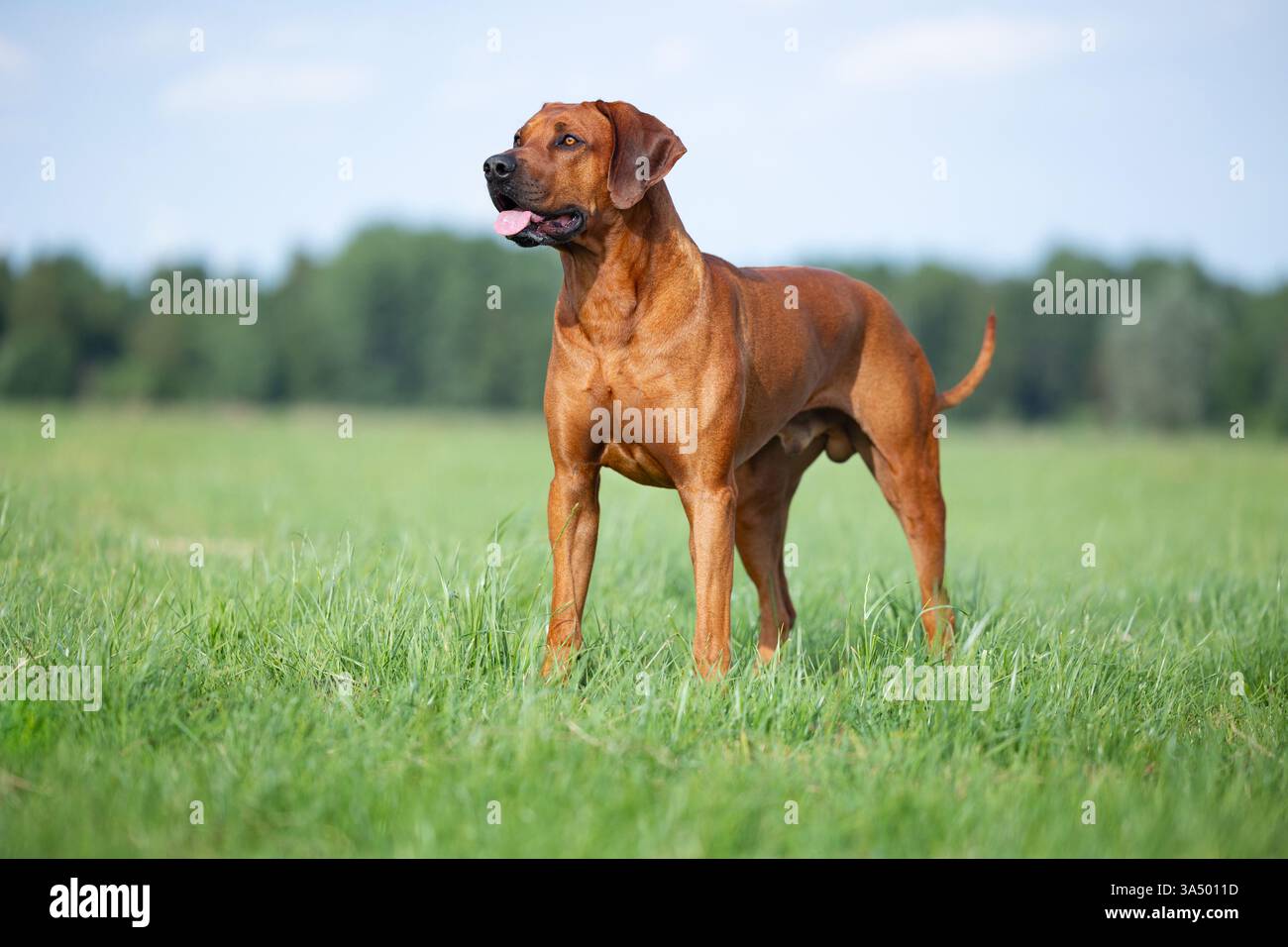 male Rhodesian Ridgeback Stock Photo - Alamy