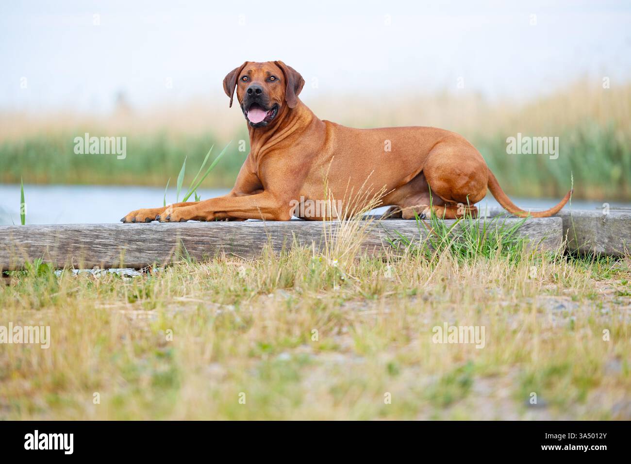 male Rhodesian Ridgeback Stock Photo - Alamy