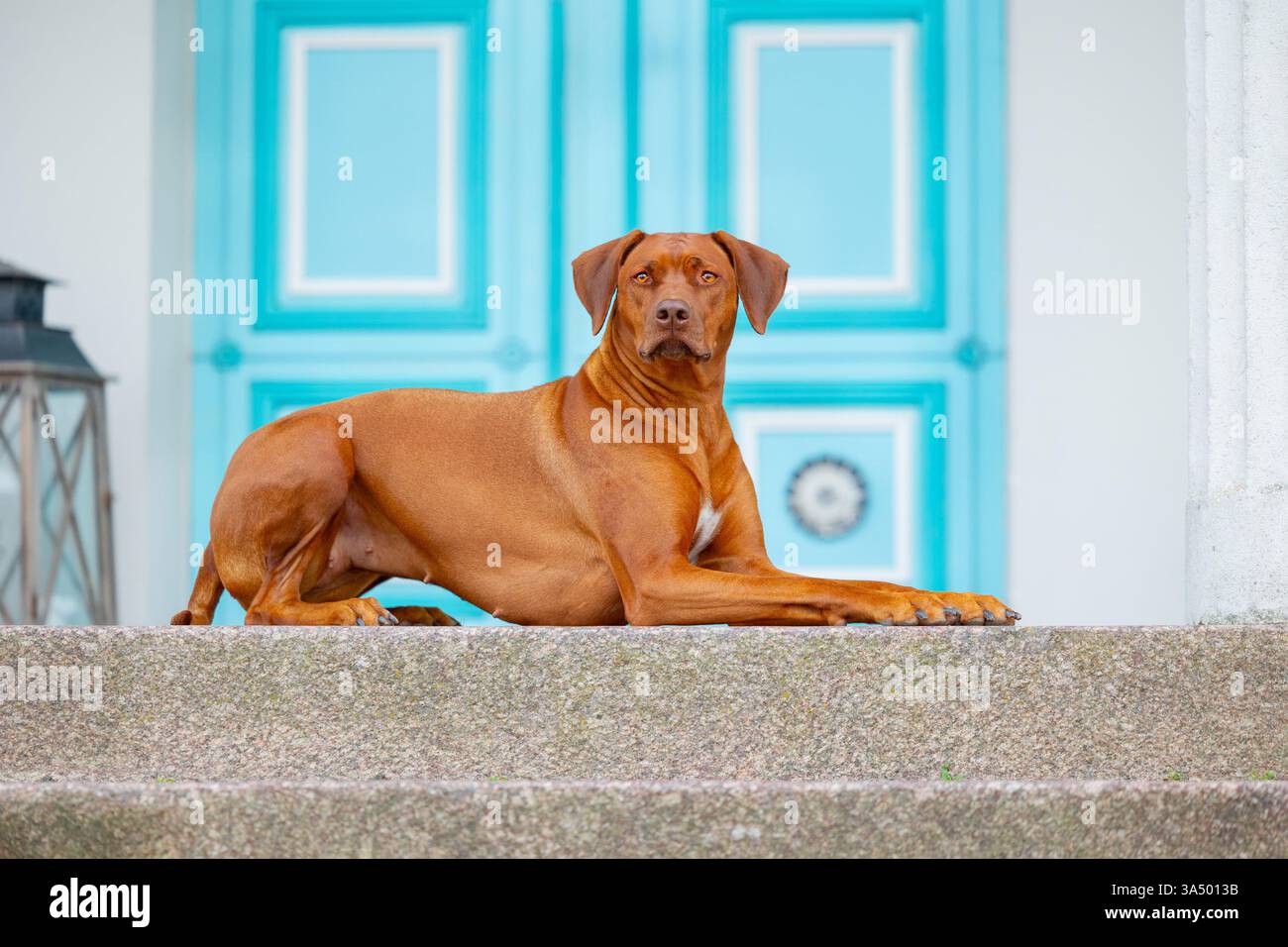 Livernose Rhodesian Ridgeback Stock Photo - Alamy
