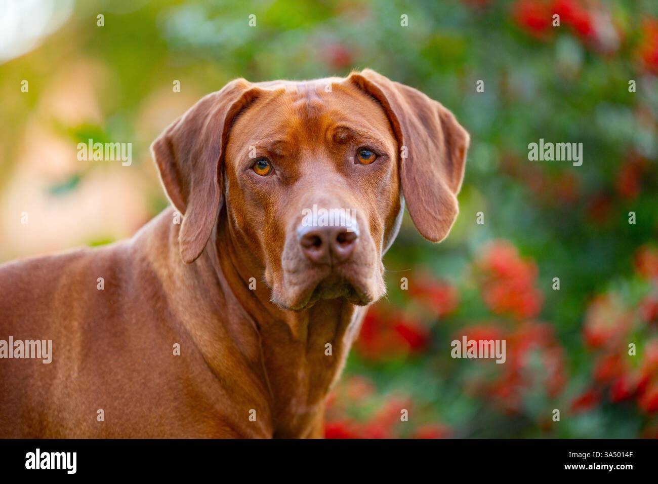 Livernose Rhodesian Ridgeback Stock Photo - Alamy