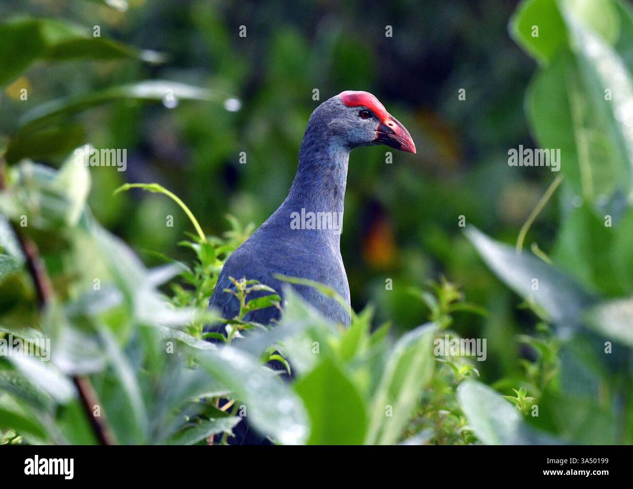 Colombo, Sri Lanka. 20th Mar, 2025. A grey-headed swamphen is pictured ...