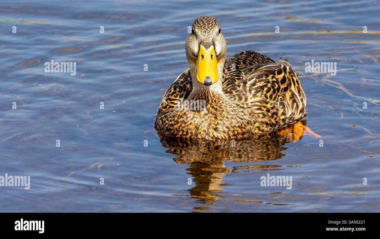 Mottled Duck Floating and Swimming in Pond Marsh Wetlands of Florida ...