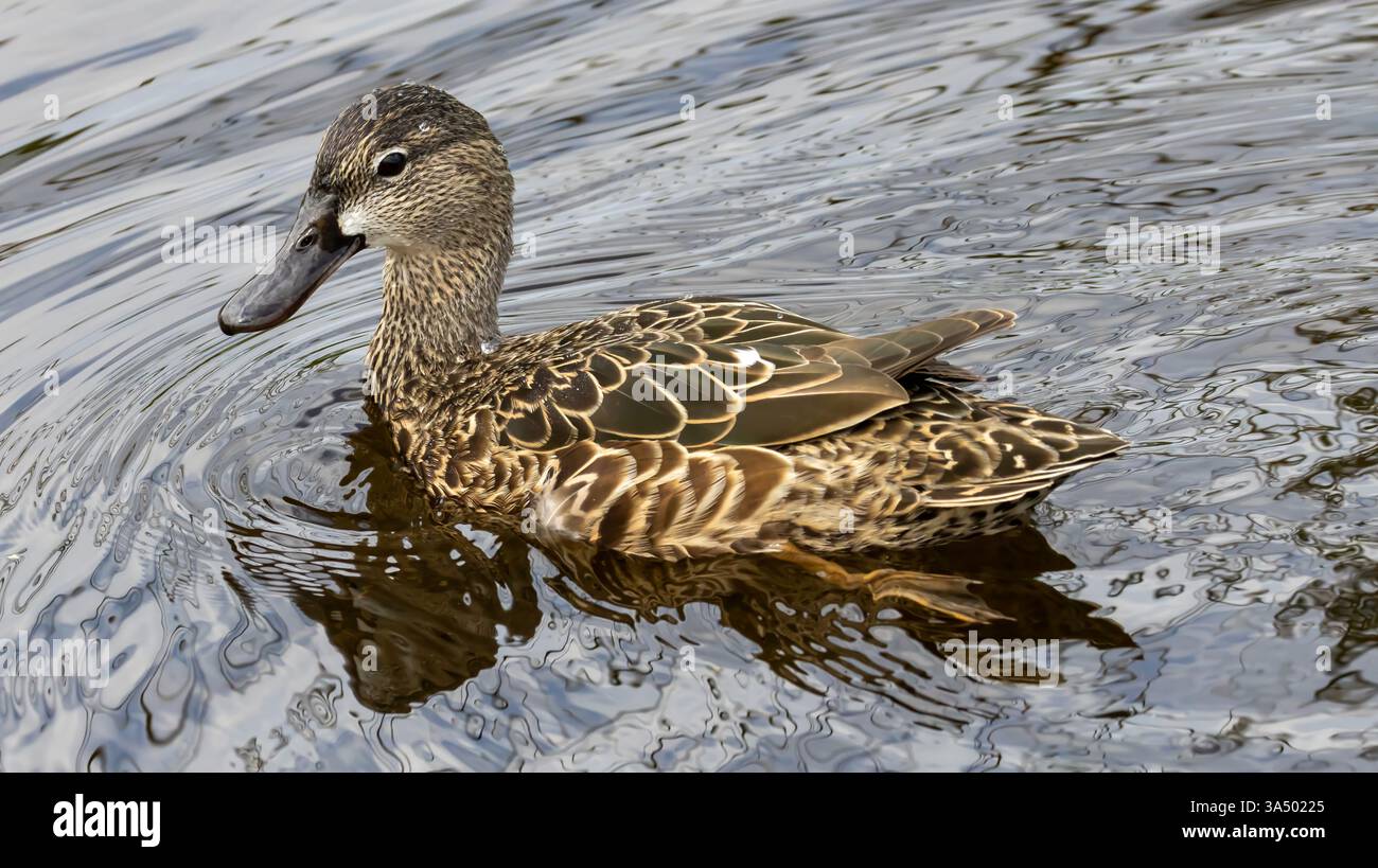 Blue Winged Teal Duck Close up on Water Details Wildlife Aquatic Life ...