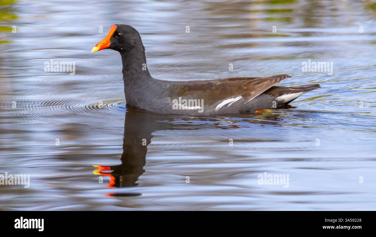 Common Gallinule Moorhen Marsh Wetlands Bird Wildlife of Orlando ...