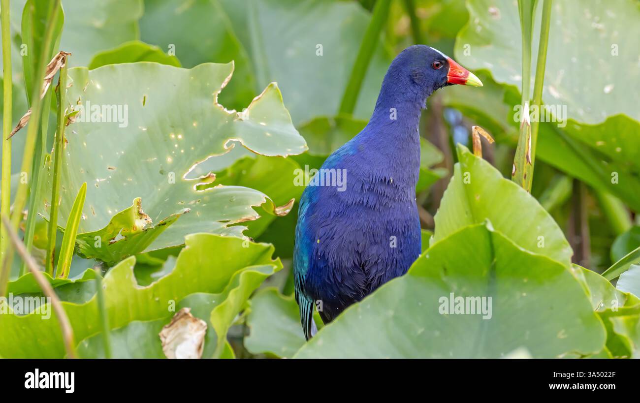 Purple Gallinule with Colorful Plumage in Green Aquatic Plants in Marsh ...