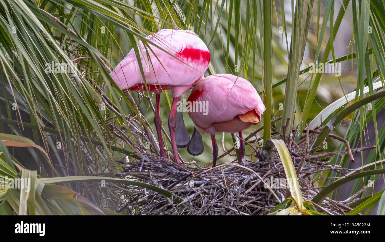 Roseate Spoonbill Parents on Nest Couple Protecting Guarding Babies ...