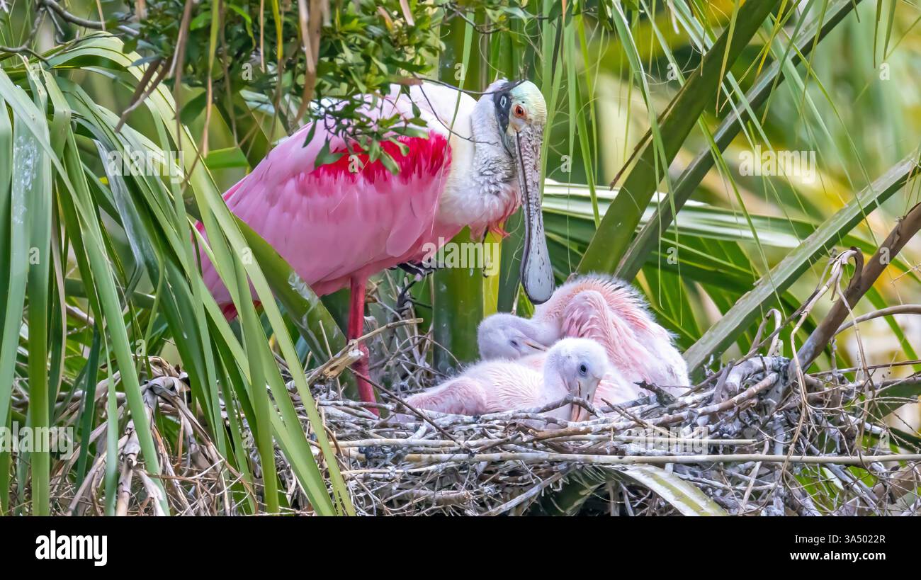 Roseate Spoonbill on Nest with Babies Pink Fluffy Cute Fledglings with ...