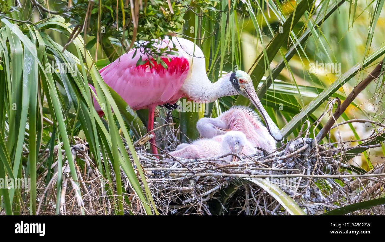 Roseate Spoonbill on Nest with Babies Pink Fluffy Cute Fledglings with ...
