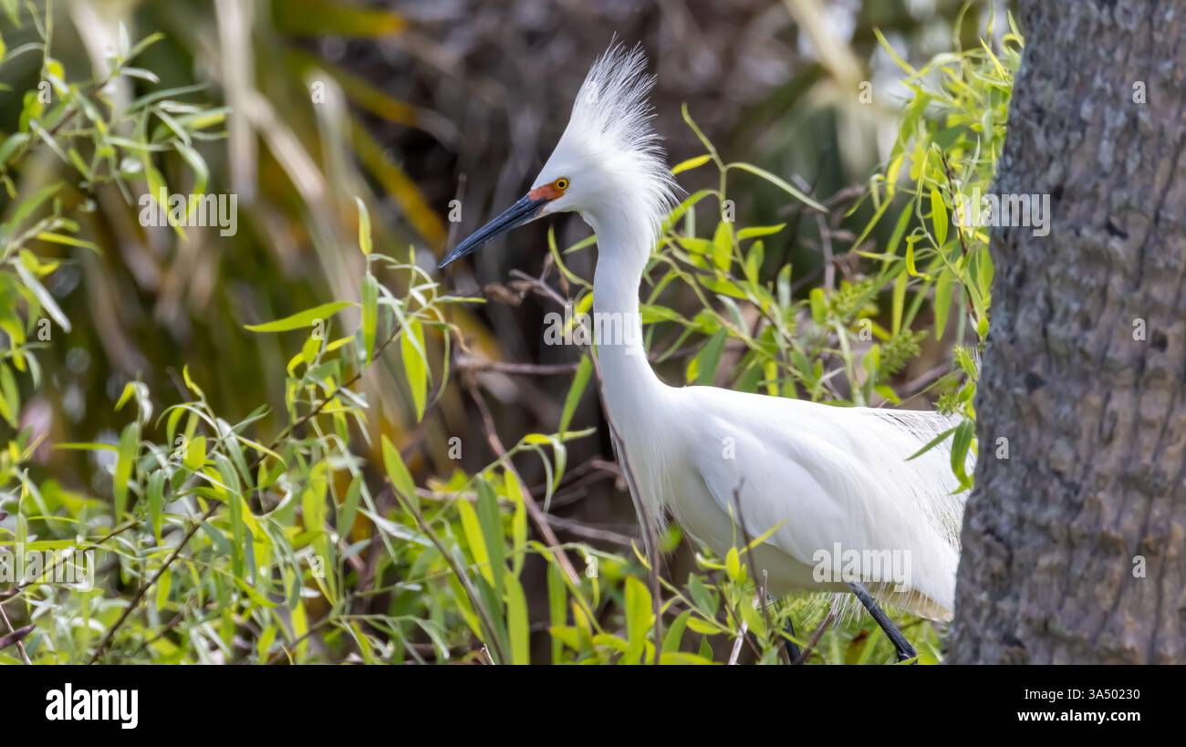 Snowy Egret Feather Crest Up and Alert Trees and Marsh Plant Life ...
