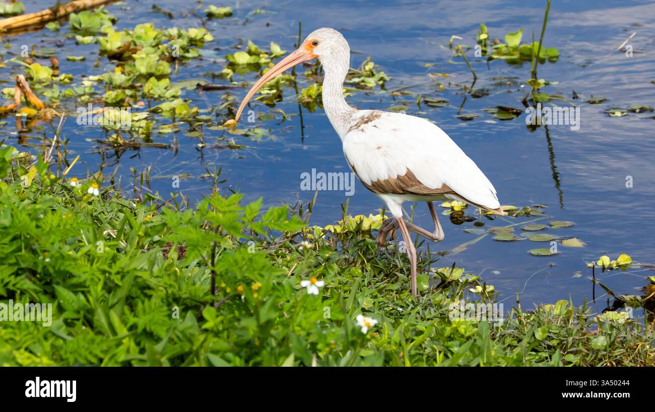 Juvenile White Ibis Foraging Along the Water’s Edge in a Vibrant ...