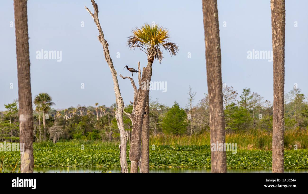 Glossy Ibis Perched on a Dead Tree Amidst a Wetland Landscape ...