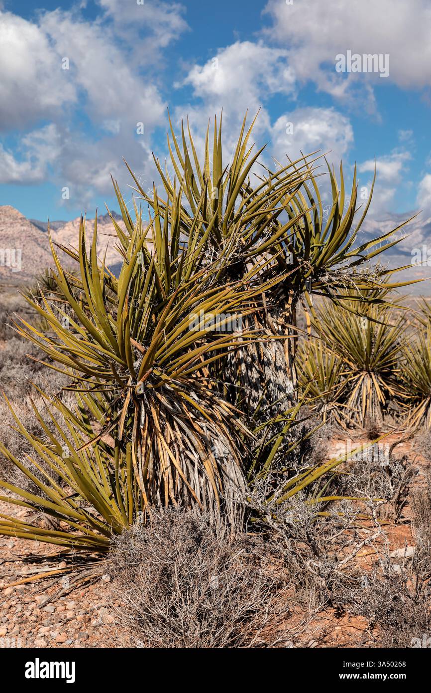 Mohave deseert hi-res stock photography and images - Alamy