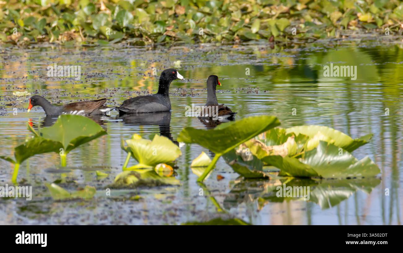 Common Gallinules and an American Coot Swimming Among Aquatic Plants in ...