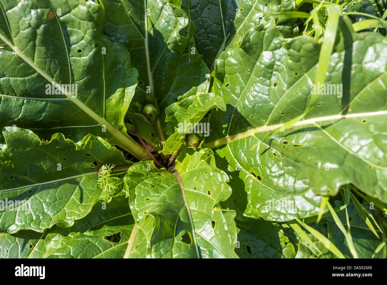 Mandragora, a genus in the nightshade family, consists of plants ...