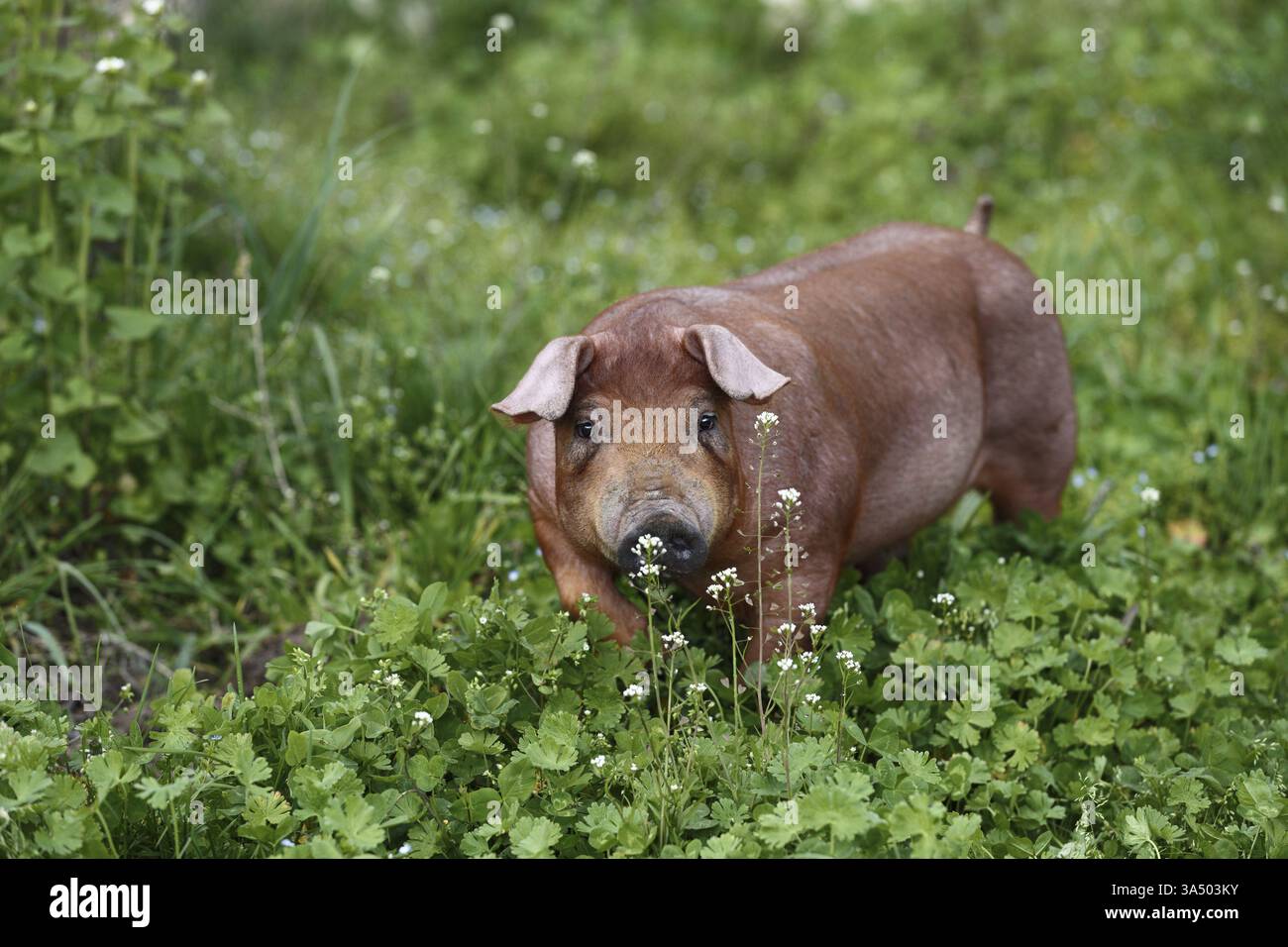 The duroc pig hi-res stock photography and images - Alamy