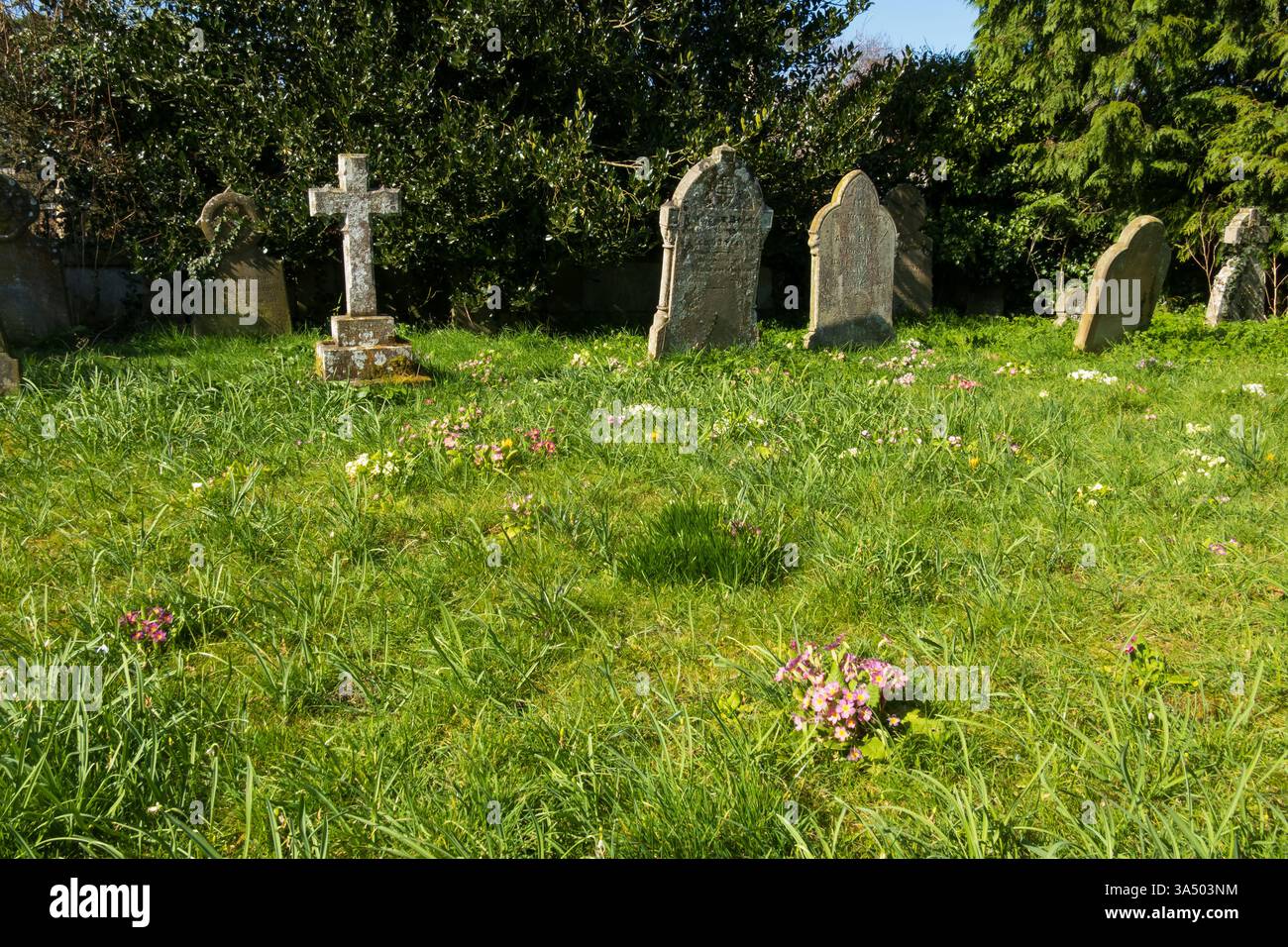Old graves with spring wild flowers in the grass. St Peter and St Pauls ...