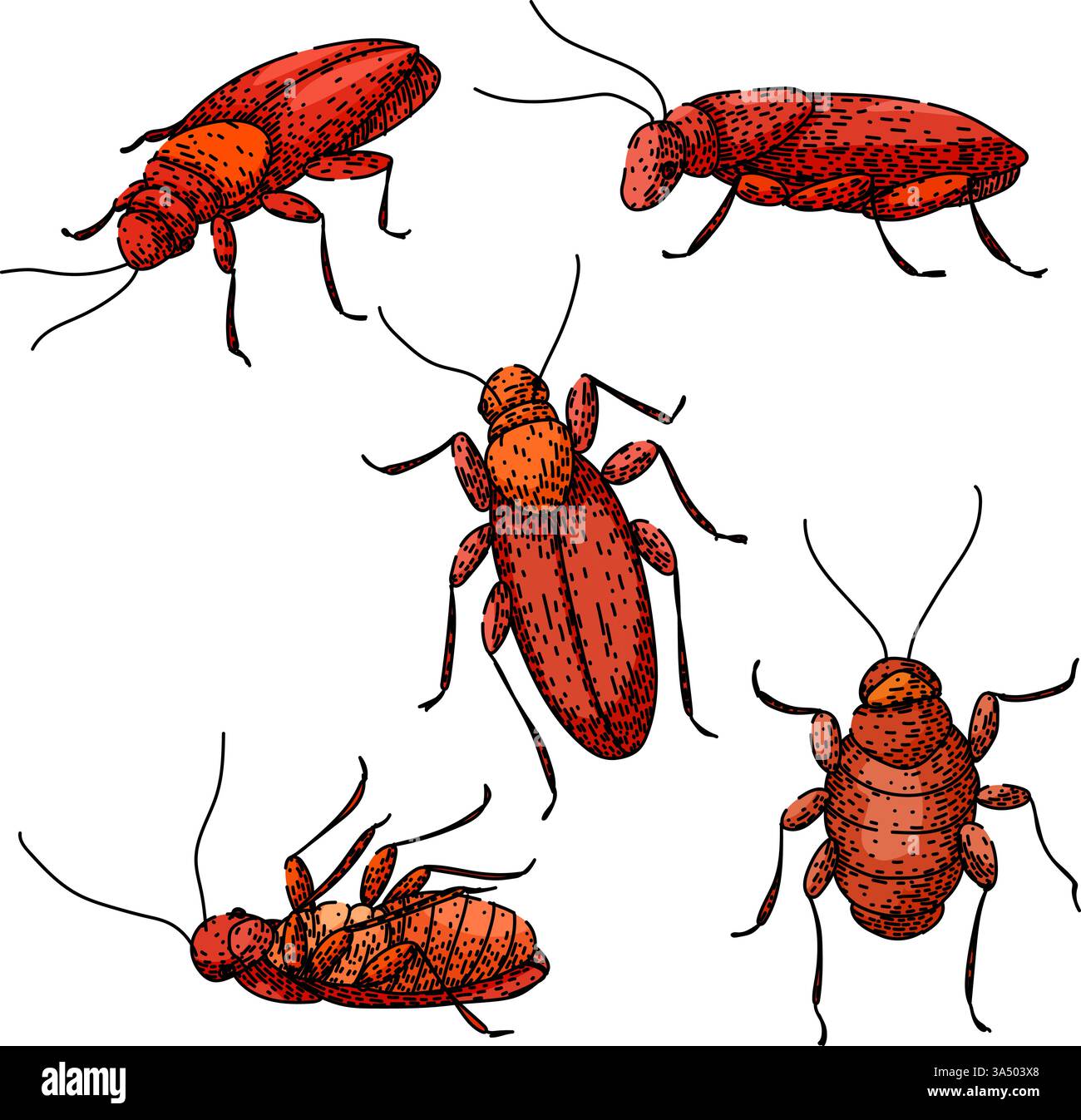 cockroach set sketch hand drawn vector Stock Vector Image & Art - Alamy